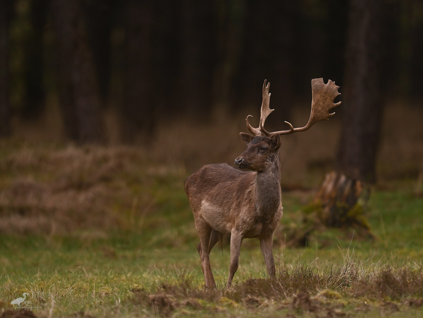 Damwild (Forum für Naturfotografen)