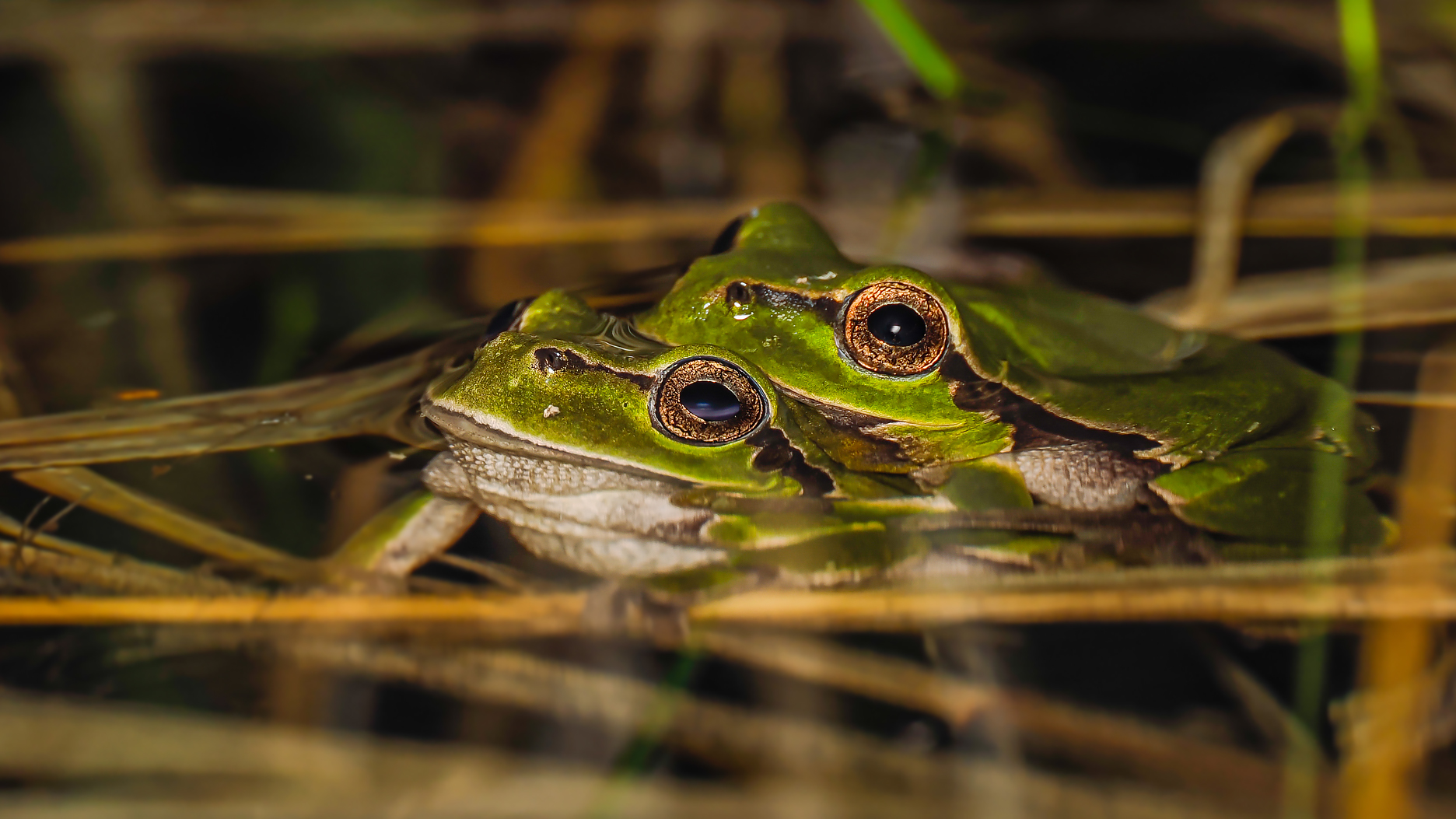 laubfrosch schilf (Forum für Naturfotografen)