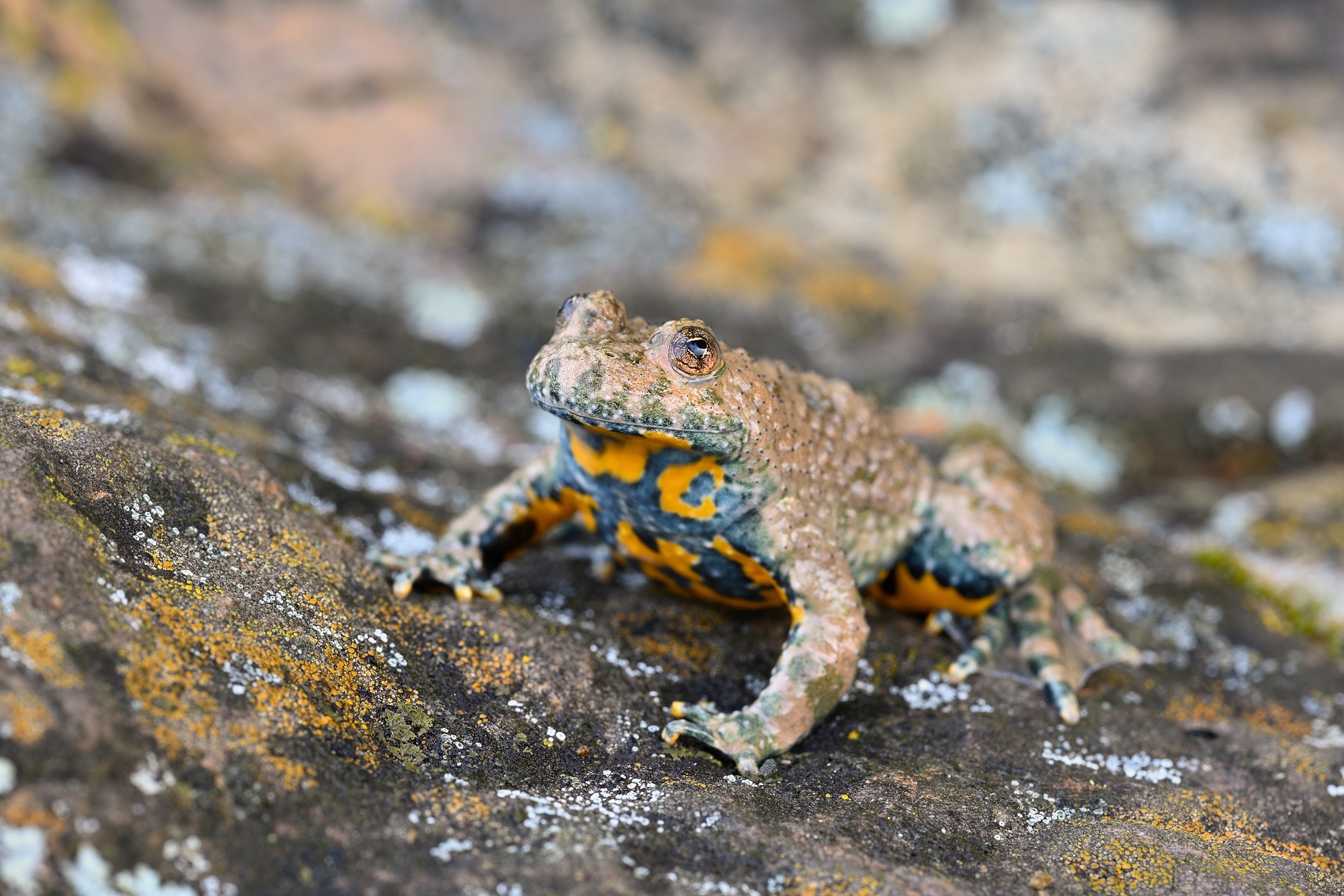 Gelbbauch Unke (Forum für Naturfotografen)