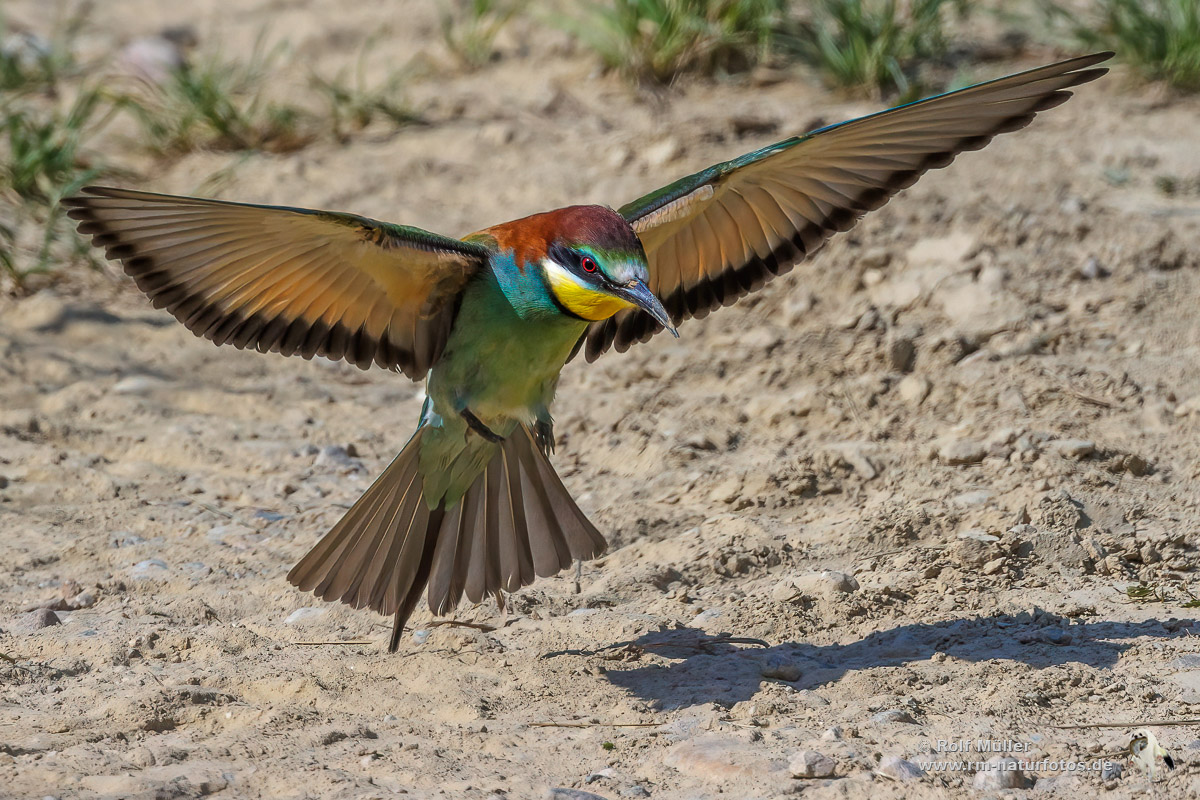Bienenfresser (Merops apiaster) (Forum für Naturfotografen)
