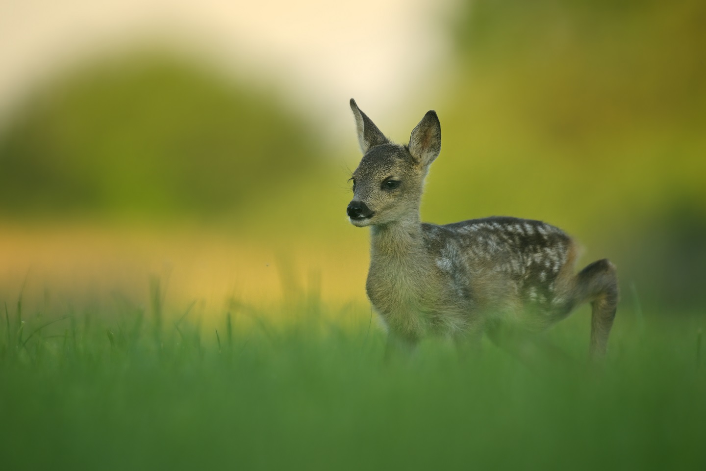 Rehkitz (Forum für Naturfotografen)