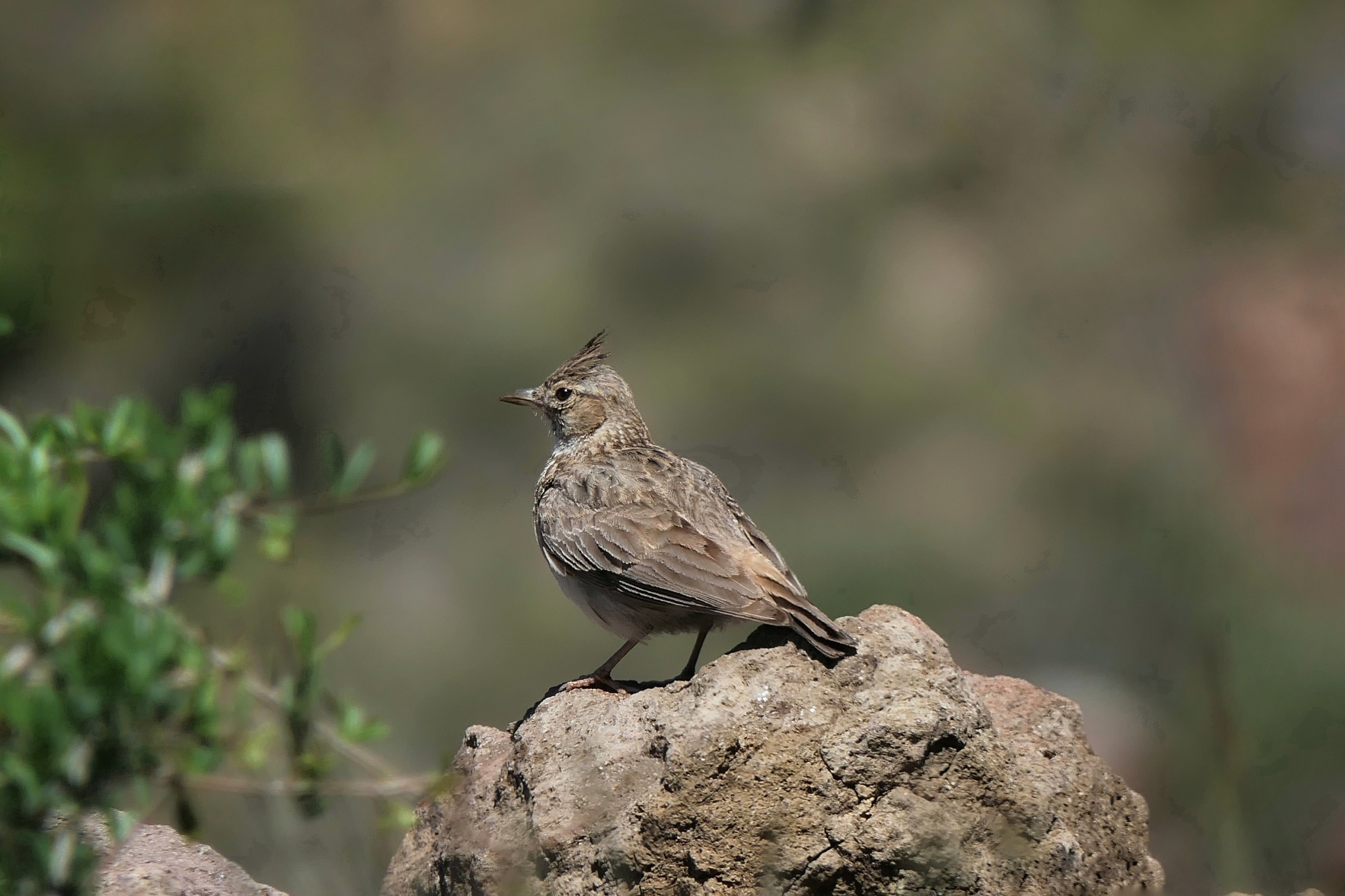 Haubenlerche (Forum für Naturfotografen)