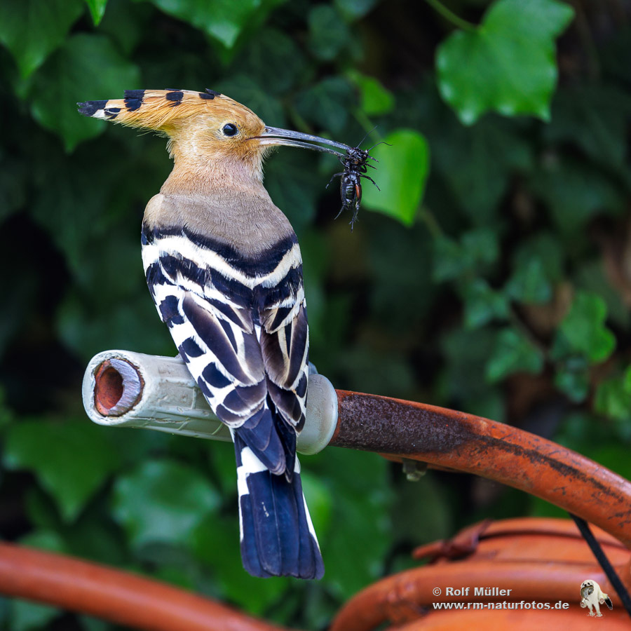 Wiedehopf (Upupa epops) (Forum für Naturfotografen)