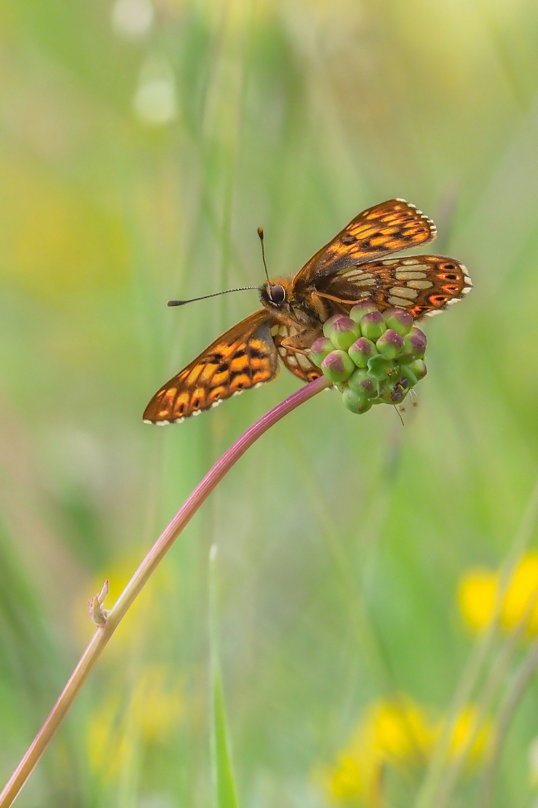 Schlüsselblumen-Würfelfalter (Hamearis lucina) (Forum für Naturfotografen)