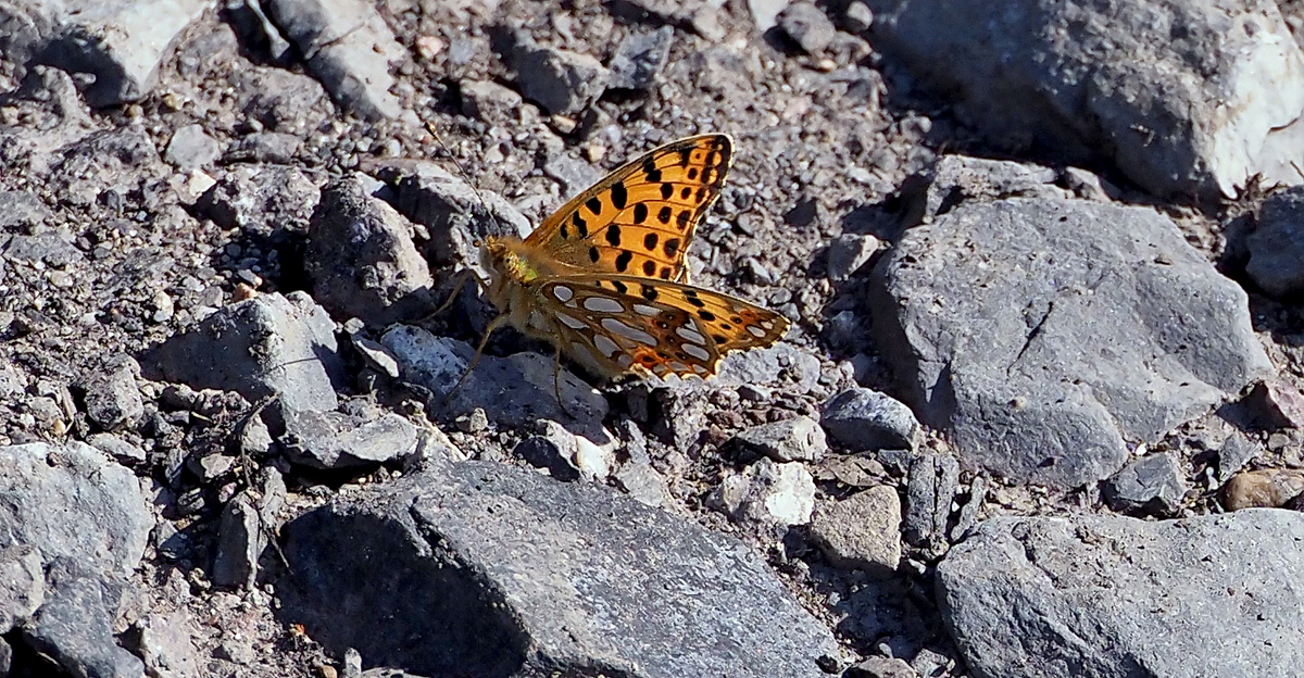Kleiner Perlmutter (Forum für Naturfotografen)