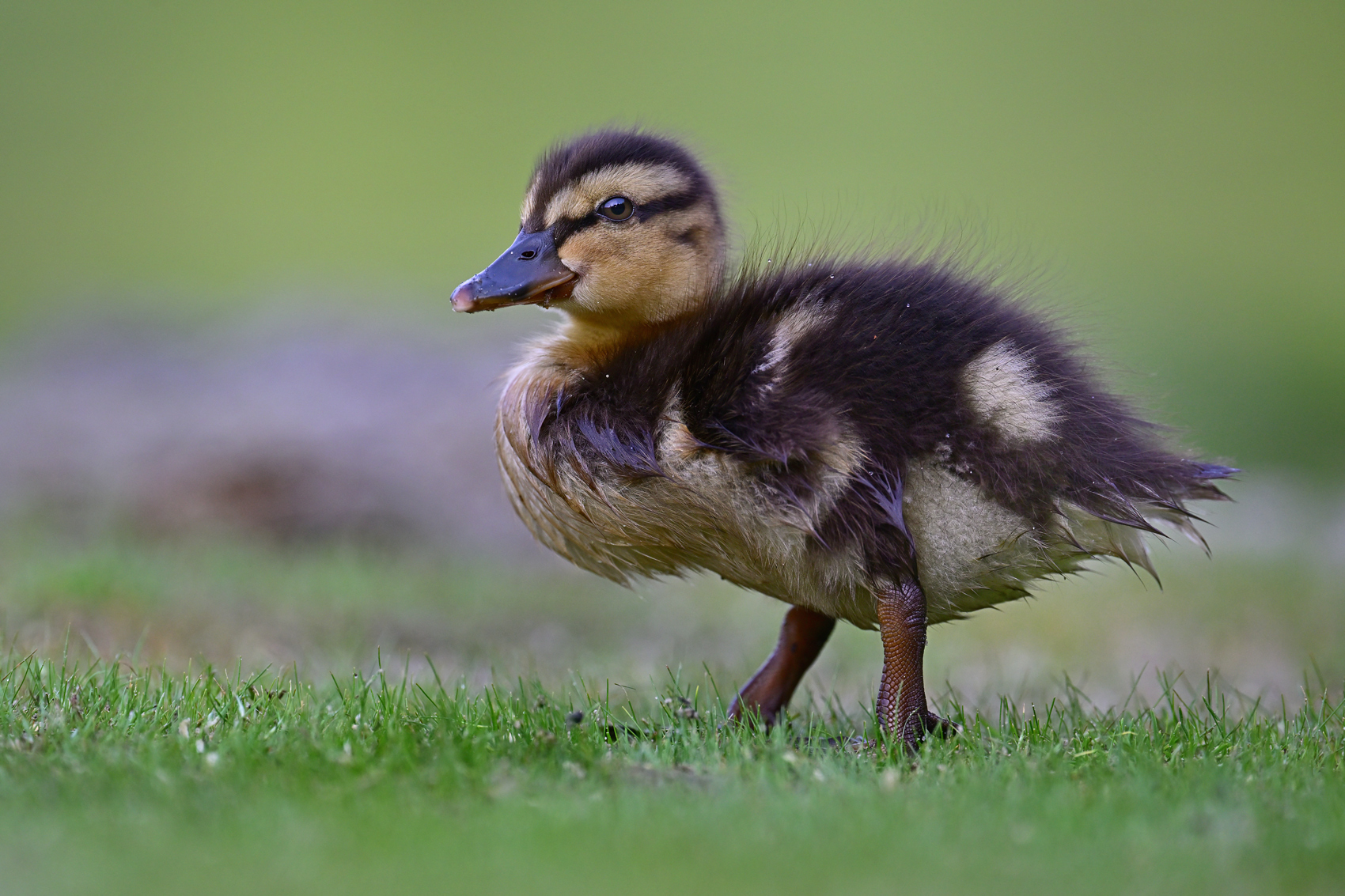 Entenk ken Forum F r Naturfotografen 