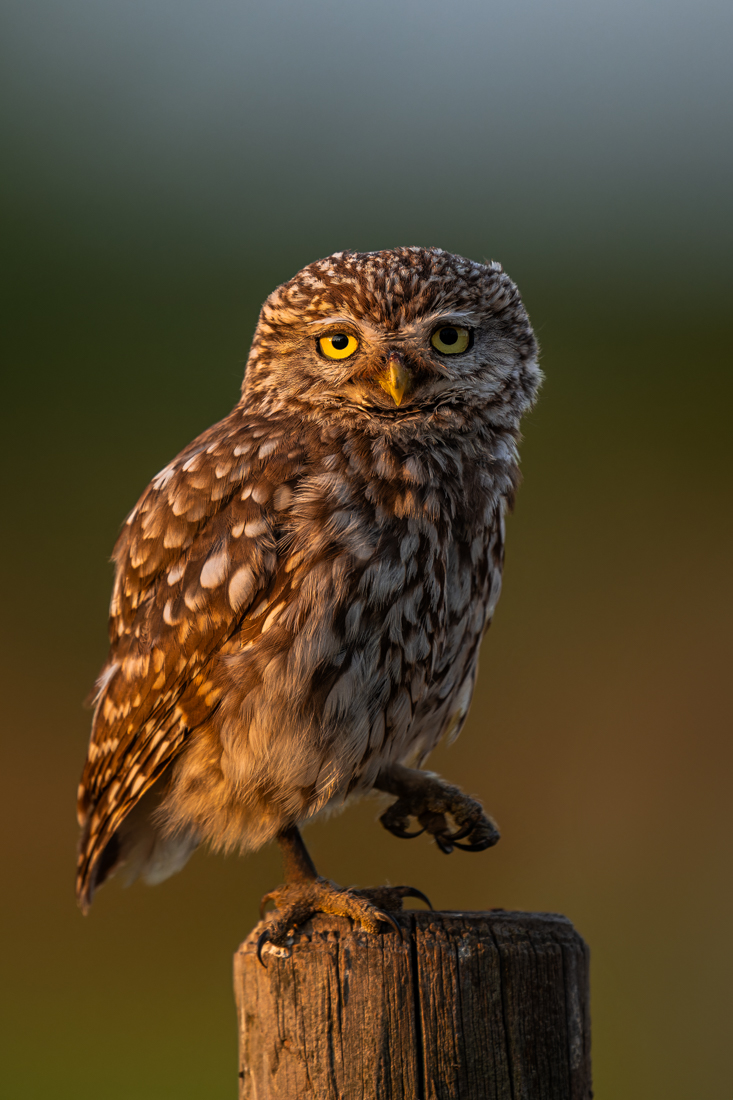 Am Abend (Forum für Naturfotografen)