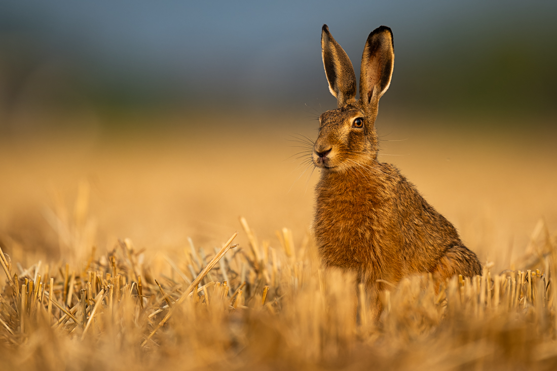 Adonis (Forum für Naturfotografen)