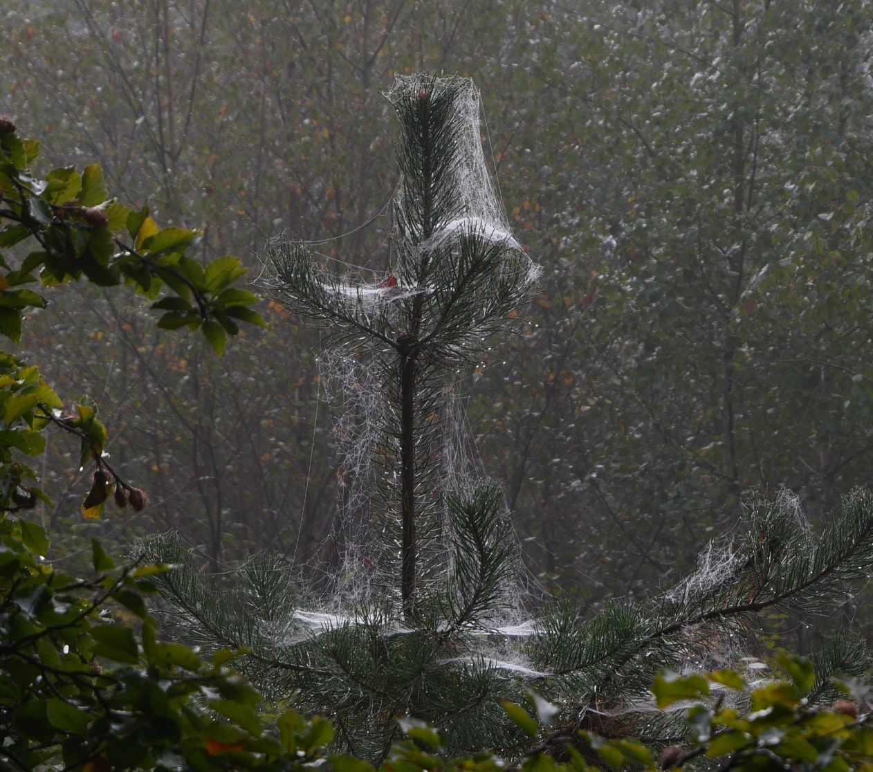 Spinnweben (Forum für Naturfotografen)