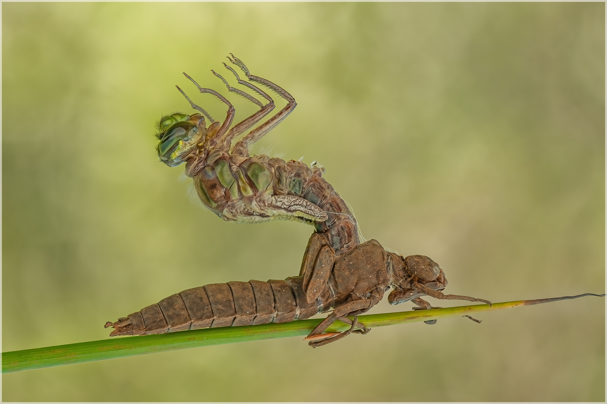 Libelle (Forum für Naturfotografen)