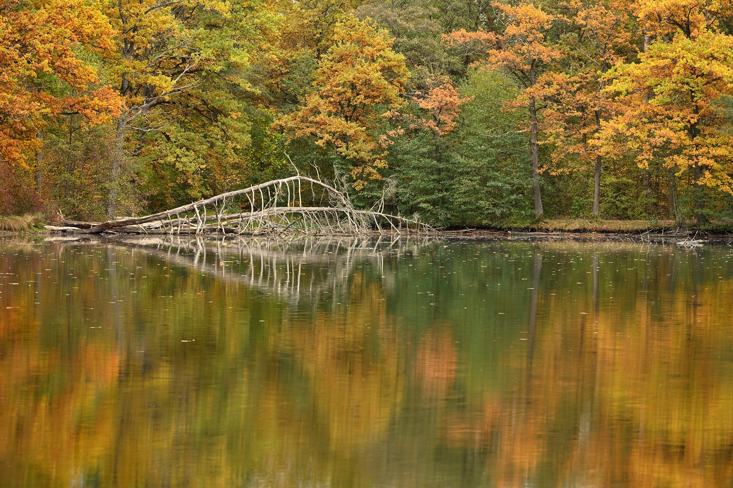 Bärensee (Forum für Naturfotografen)