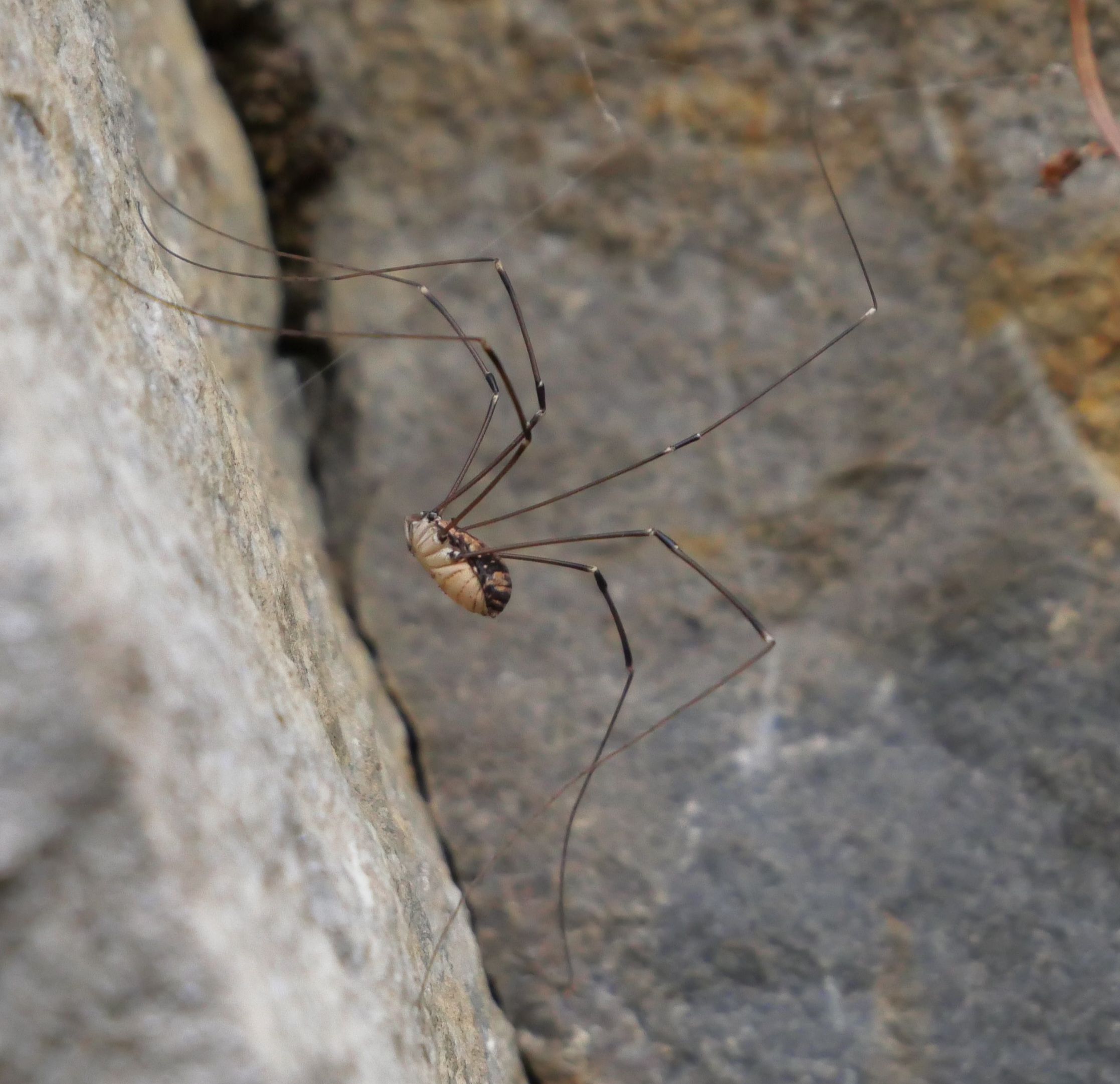Weberknecht (Forum für Naturfotografen)