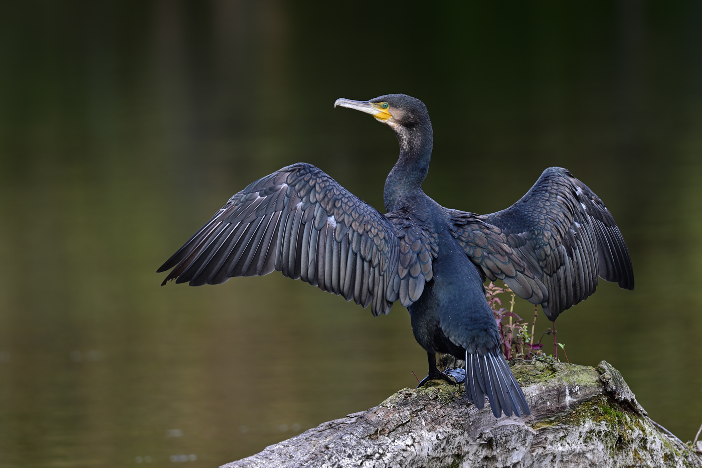 Kormoran (Forum für Naturfotografen)