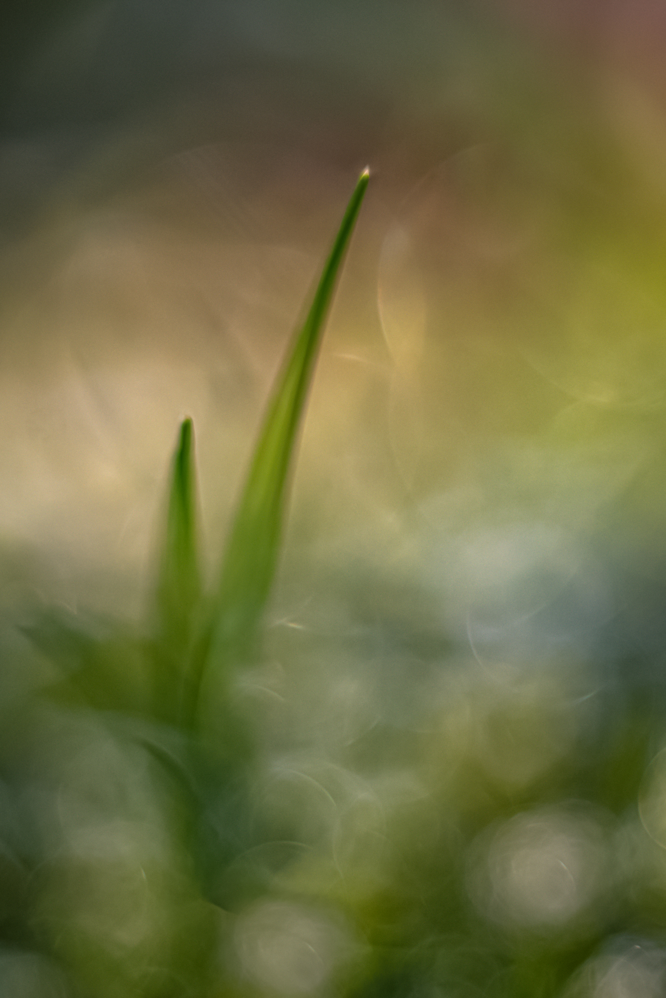 Grashalm mit Altglas (Forum für Naturfotografen)
