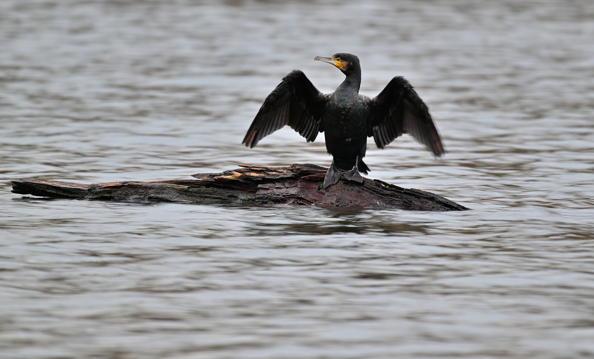 Kormoran (Forum für Naturfotografen)