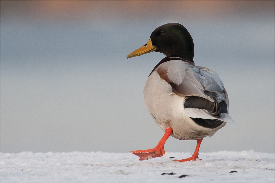 Die Ente (Forum für Naturfotografen)
