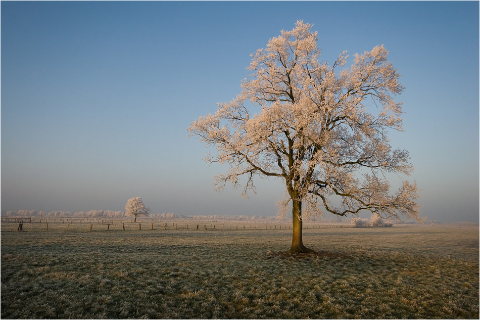 Der Baum (Forum für Naturfotografen)
