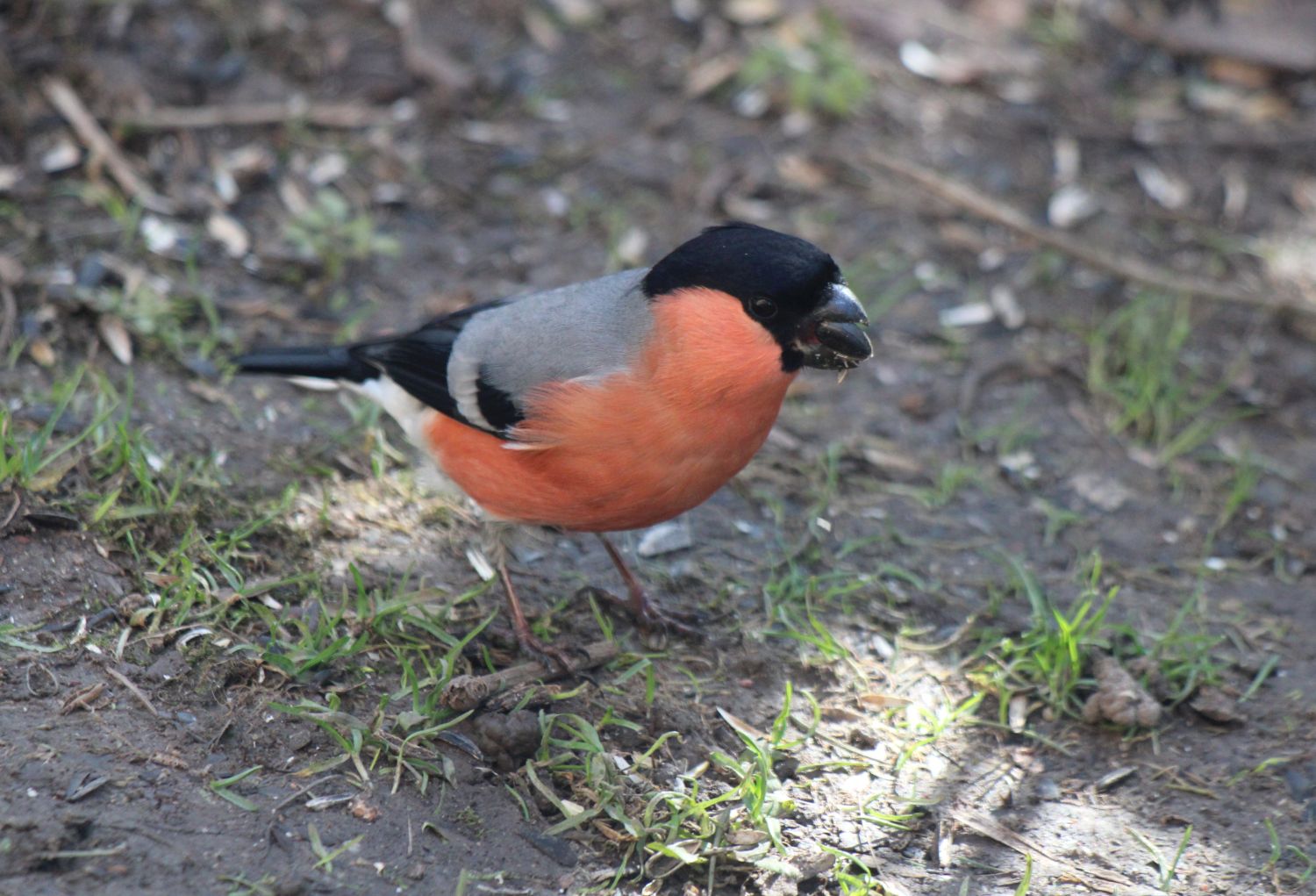 Gimpel (Forum für Naturfotografen)