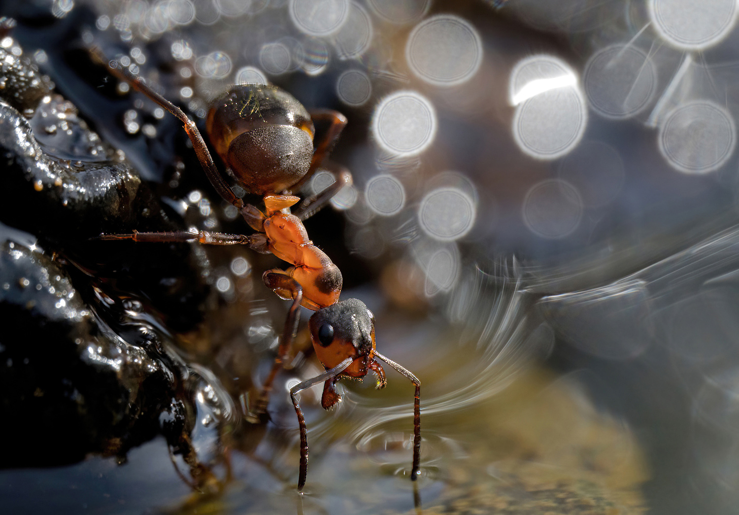 Nass Forum Für Naturfotografen