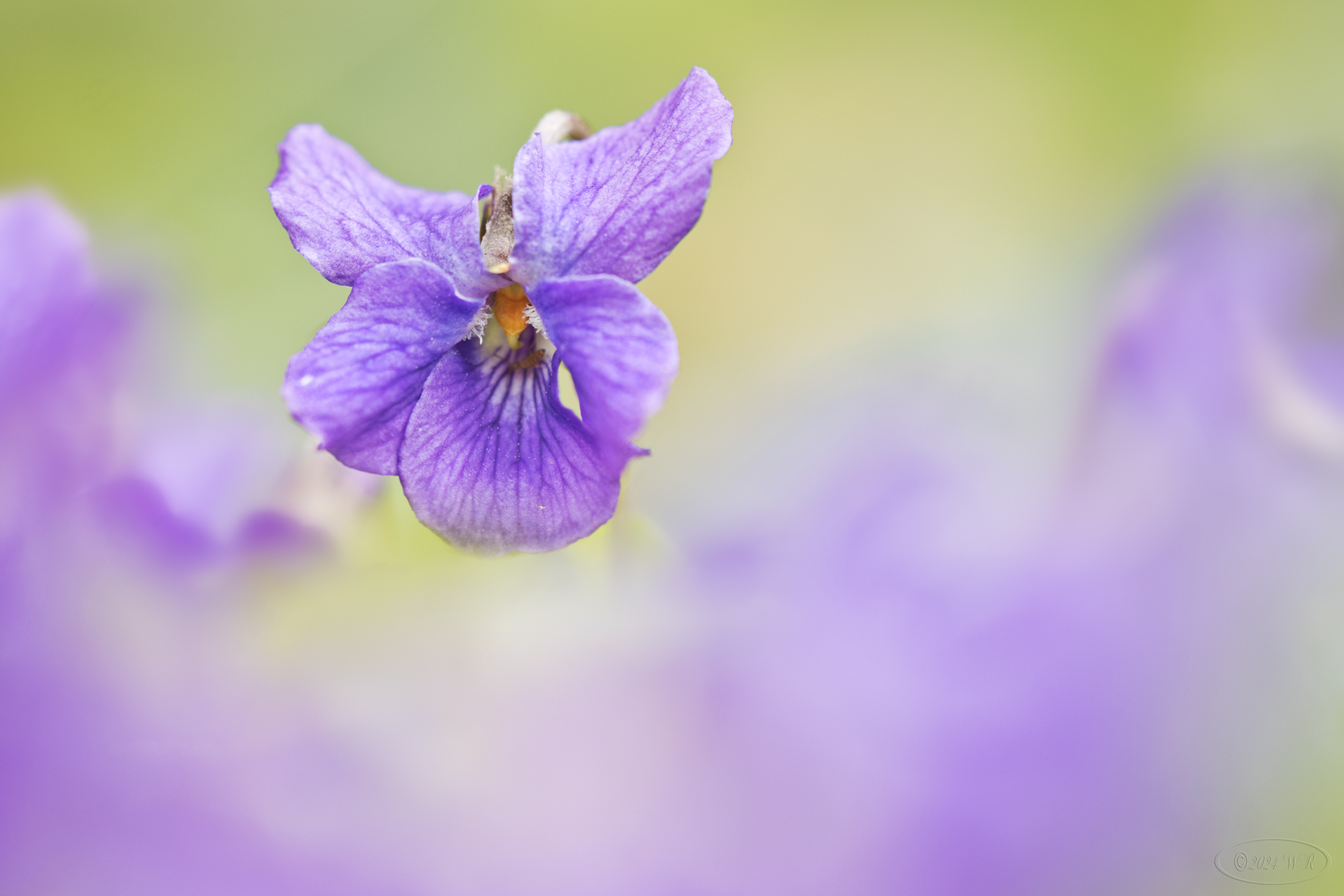Veilchen (Forum für Naturfotografen)