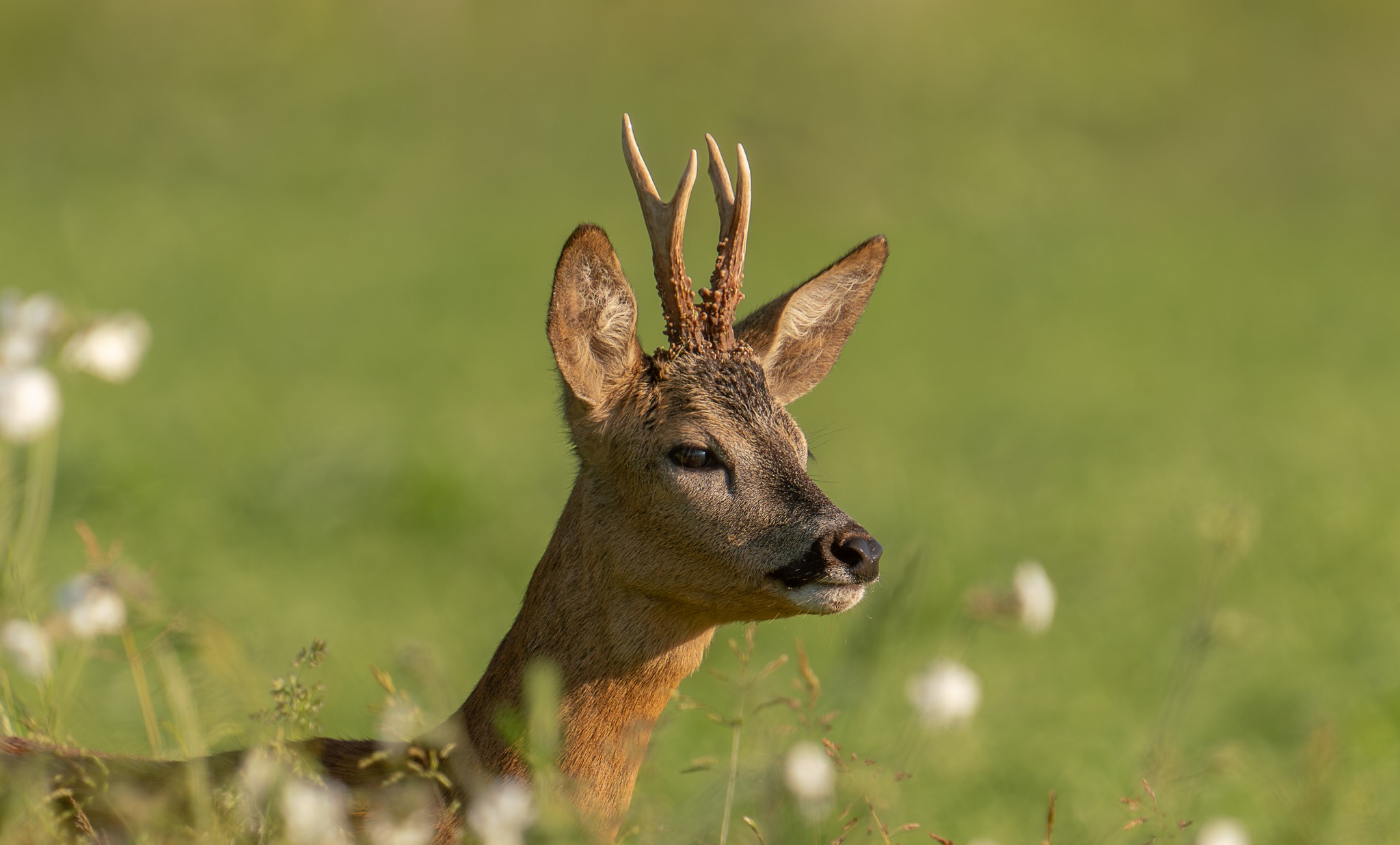 ++ Rehbock ++ (Forum für Naturfotografen)