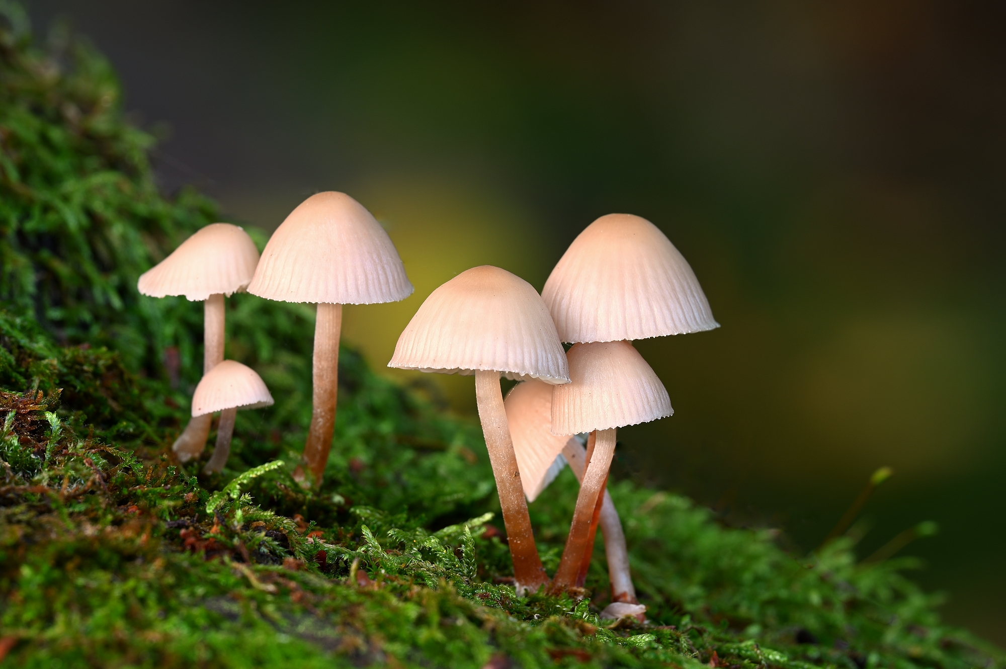 Pilze (Forum für Naturfotografen)