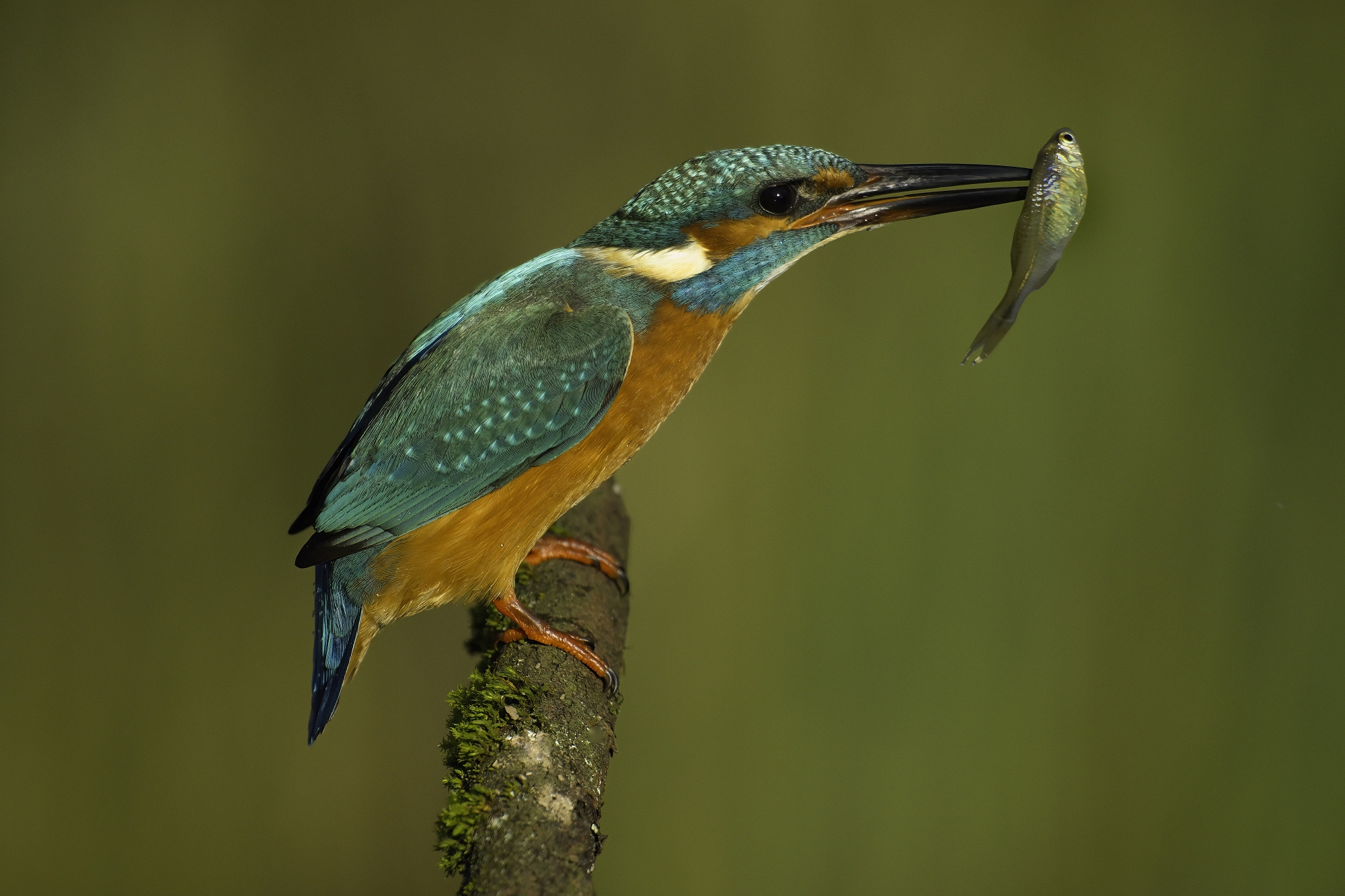 Eisvogel (Forum für Naturfotografen)