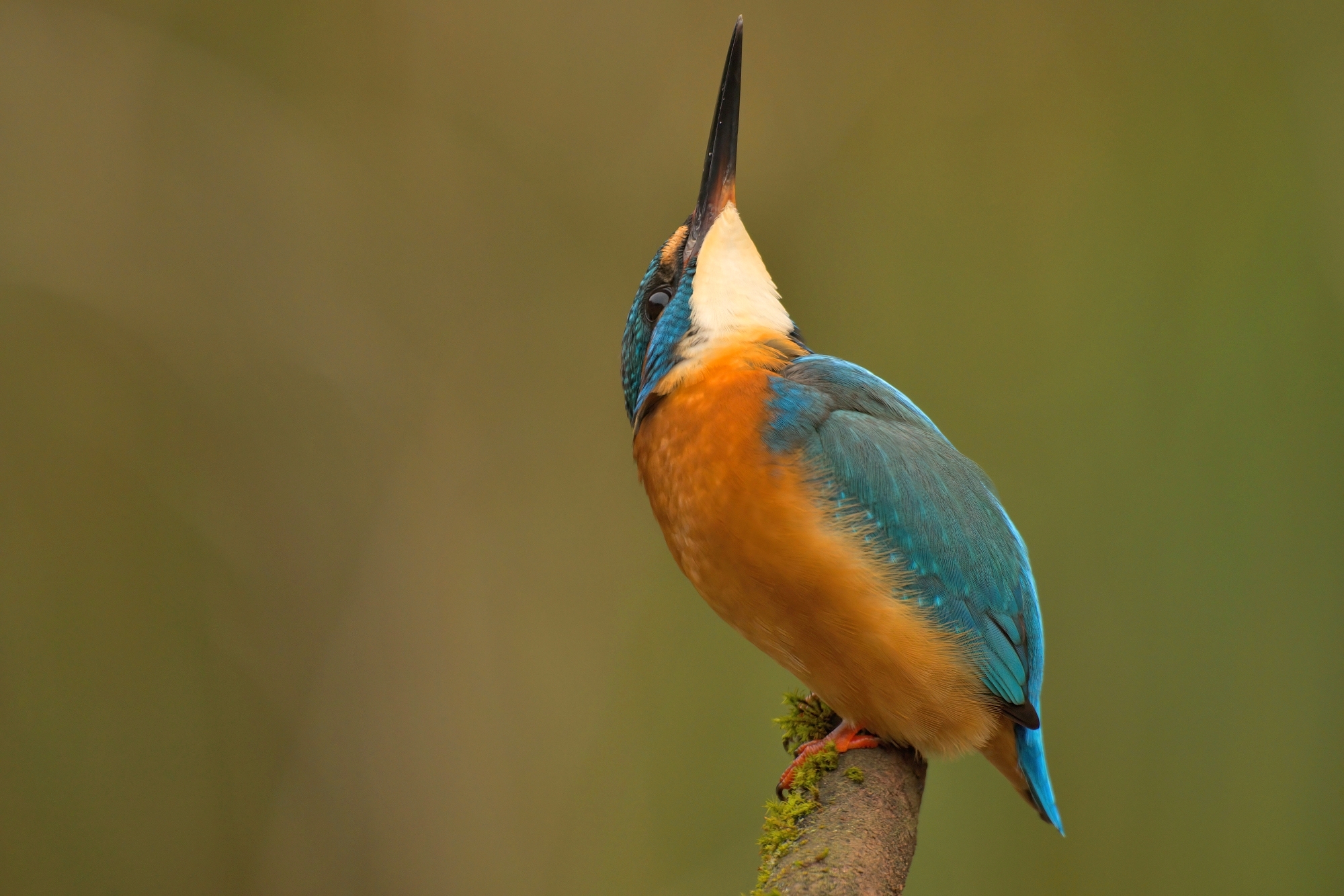 Eisvogel (Forum für Naturfotografen)