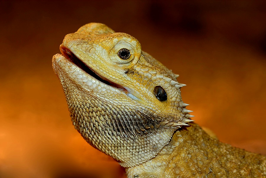 Agame (Forum für Naturfotografen)