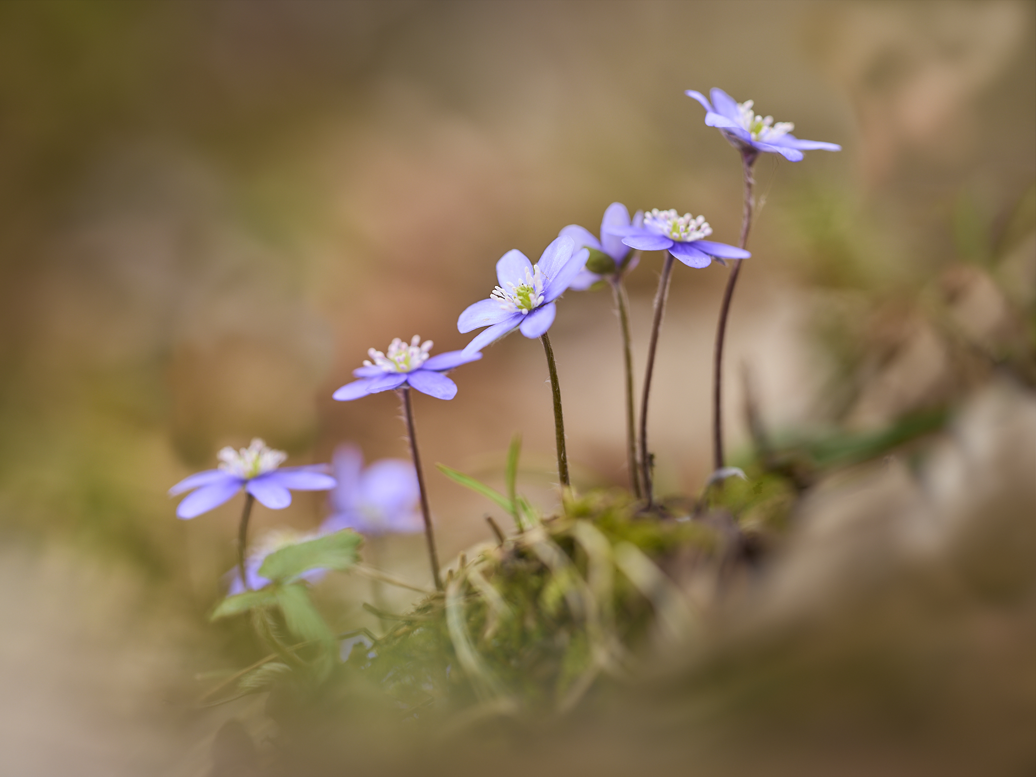 In Reih und Glied (Forum für Naturfotografen)