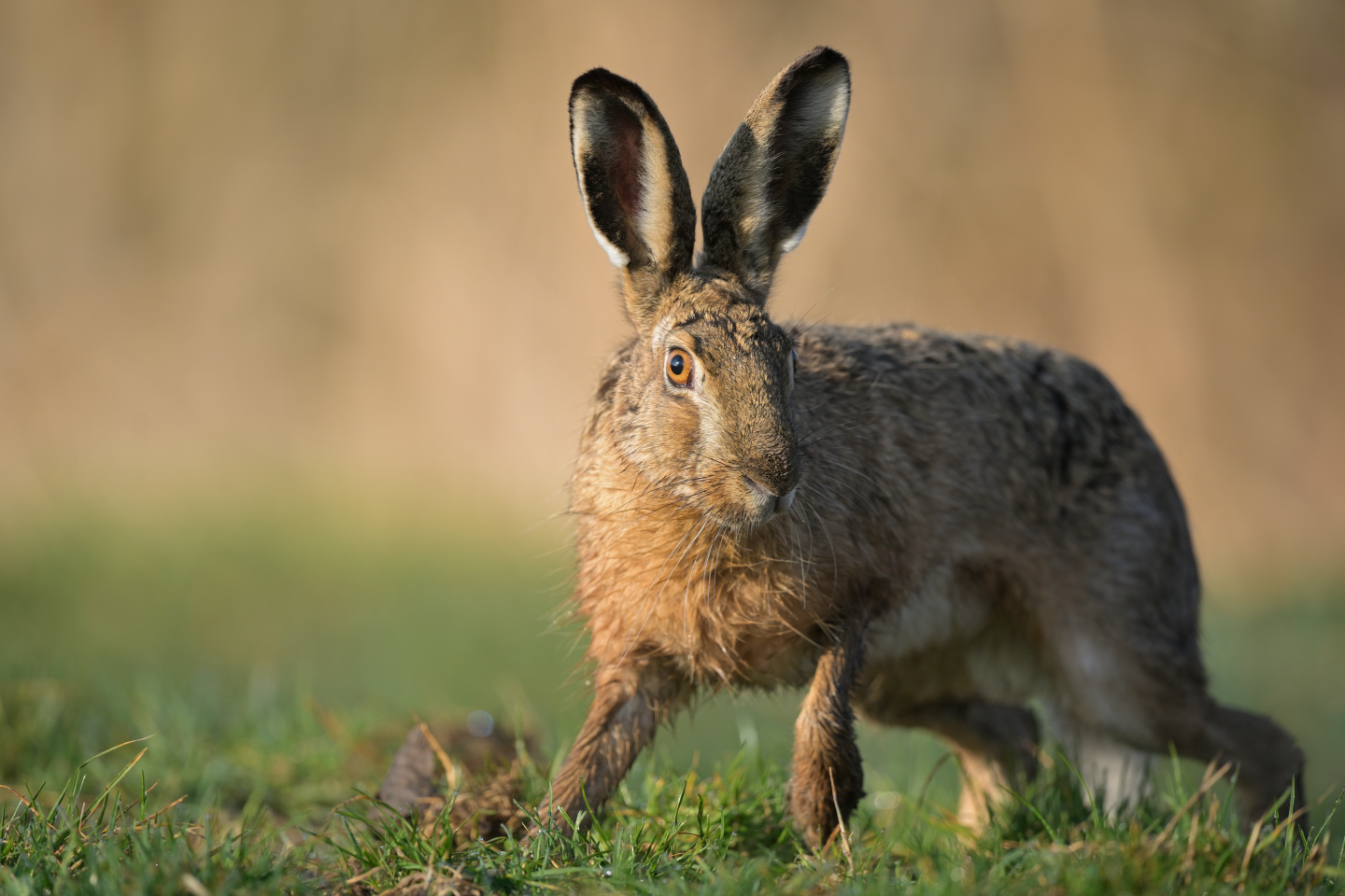 Rammler (Forum für Naturfotografen)