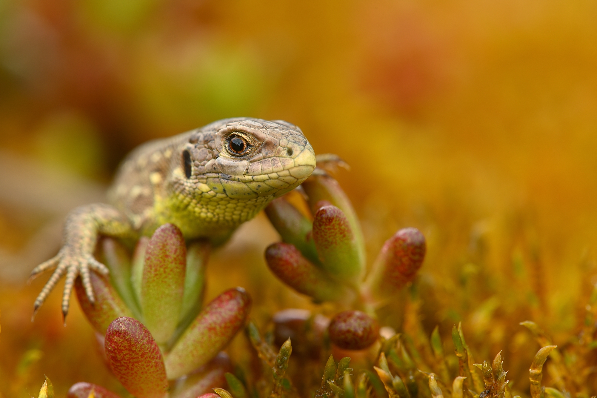 Zauneidechse (Forum für Naturfotografen)