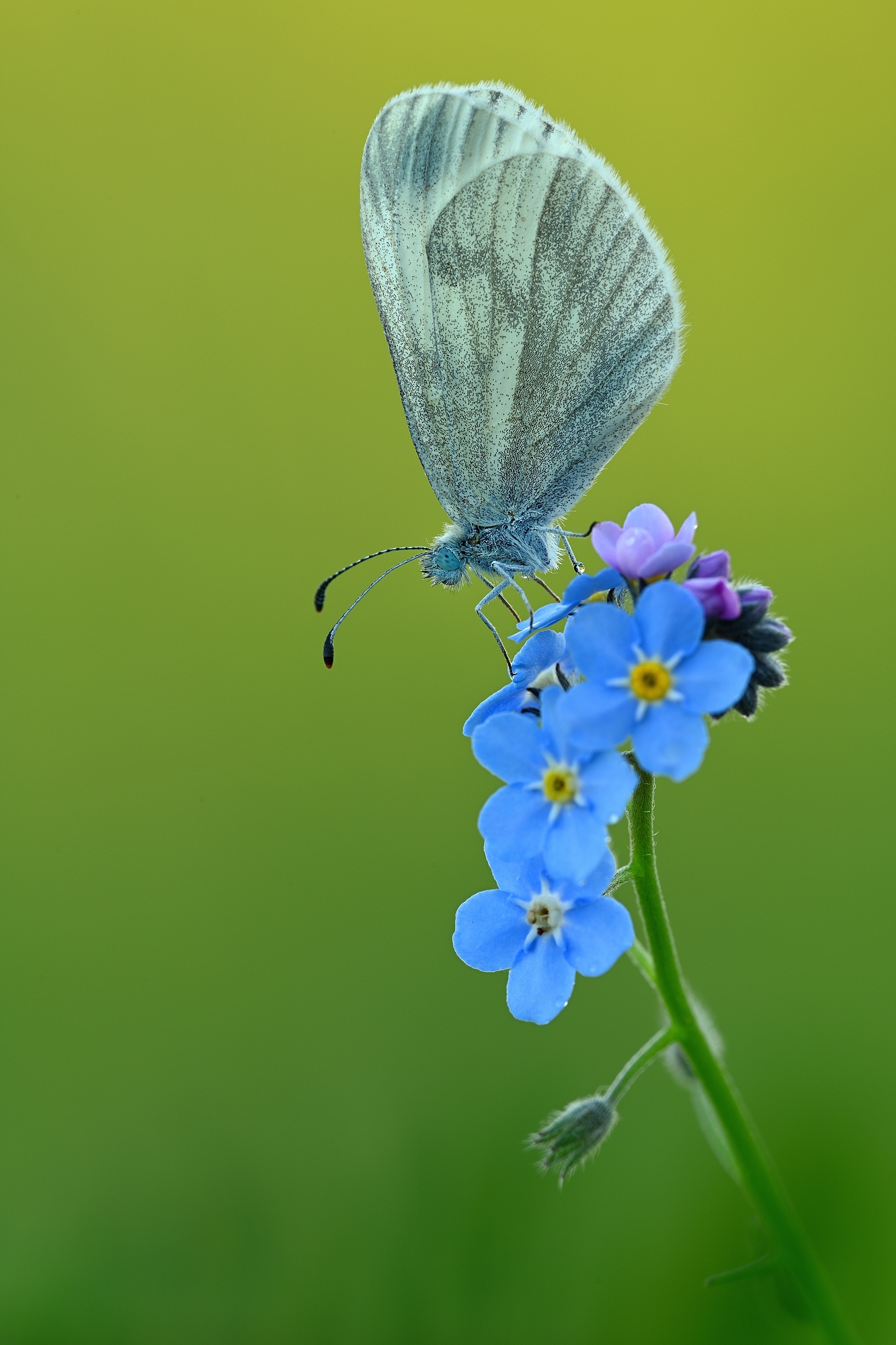 Tintenfleck (Forum für Naturfotografen)