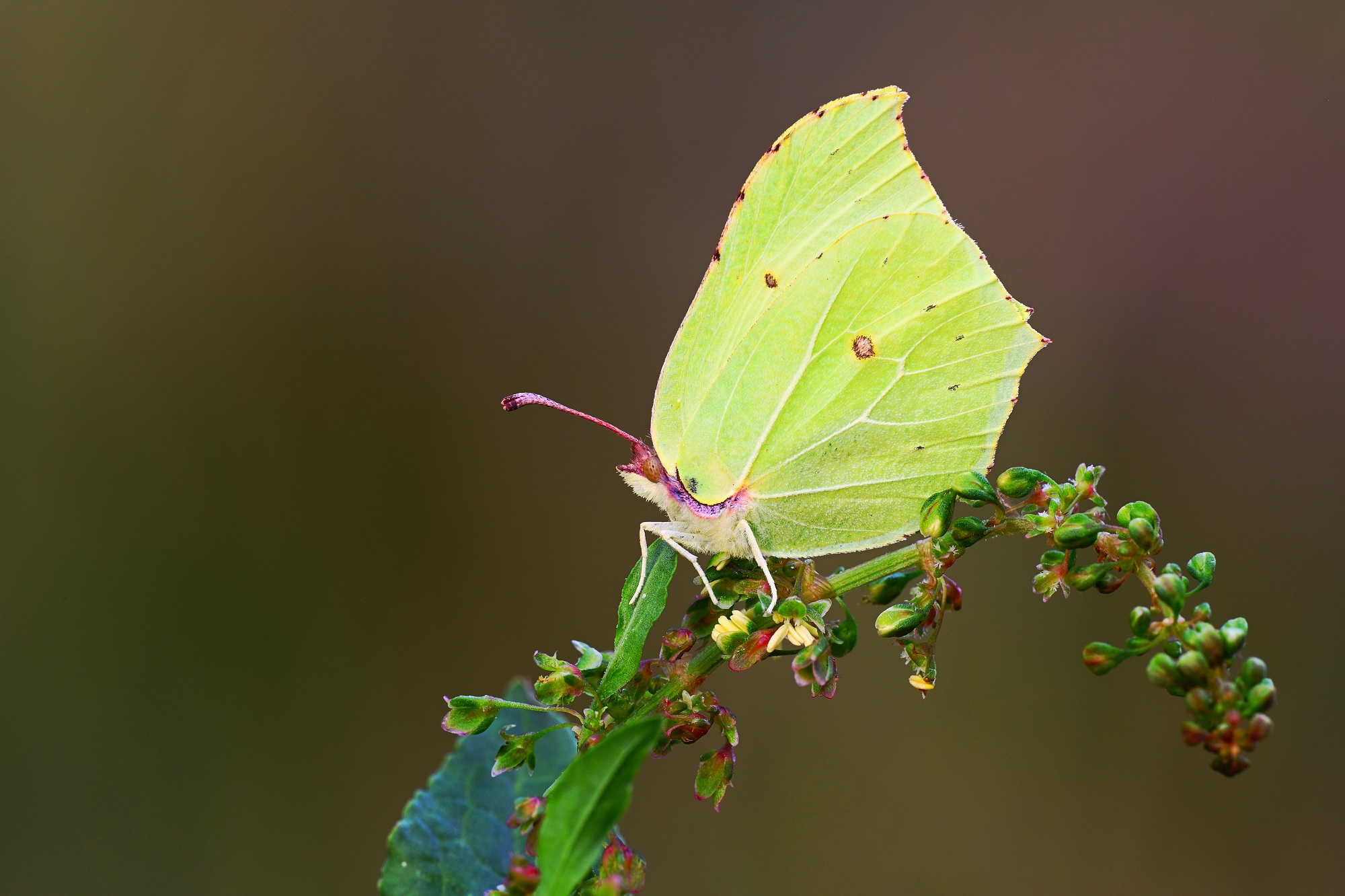 Zitronenfalter (Forum für Naturfotografen)