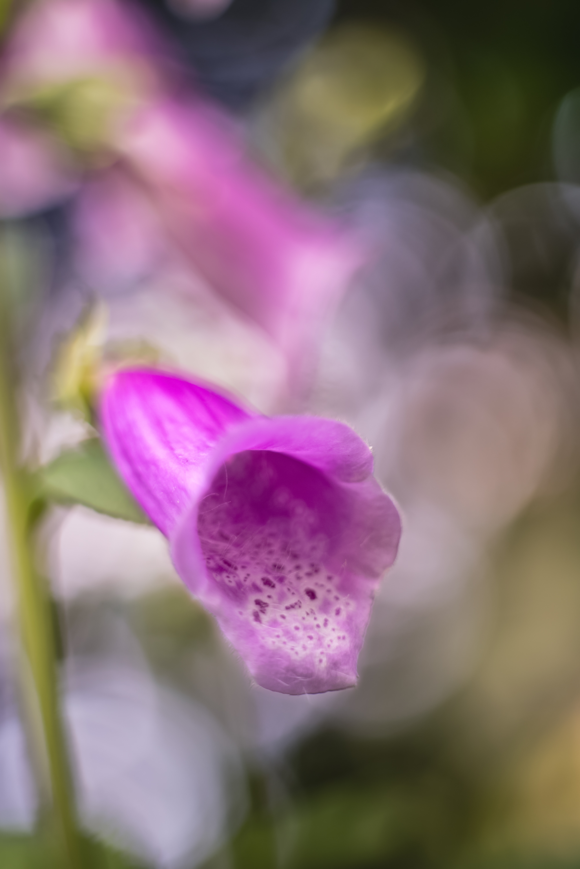 Fingerhut (Digitalis) Altglas (Forum für Naturfotografen)