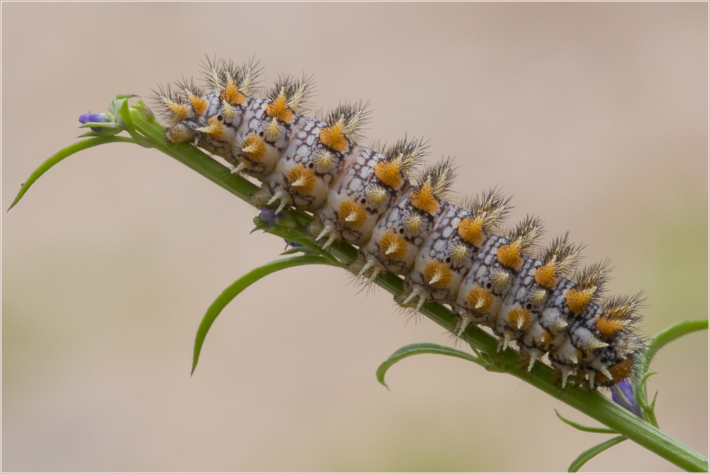 Die Raupe (Forum für Naturfotografen)