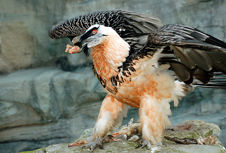 *Der Vogel Greif* (c) (Forum für Naturfotografen)