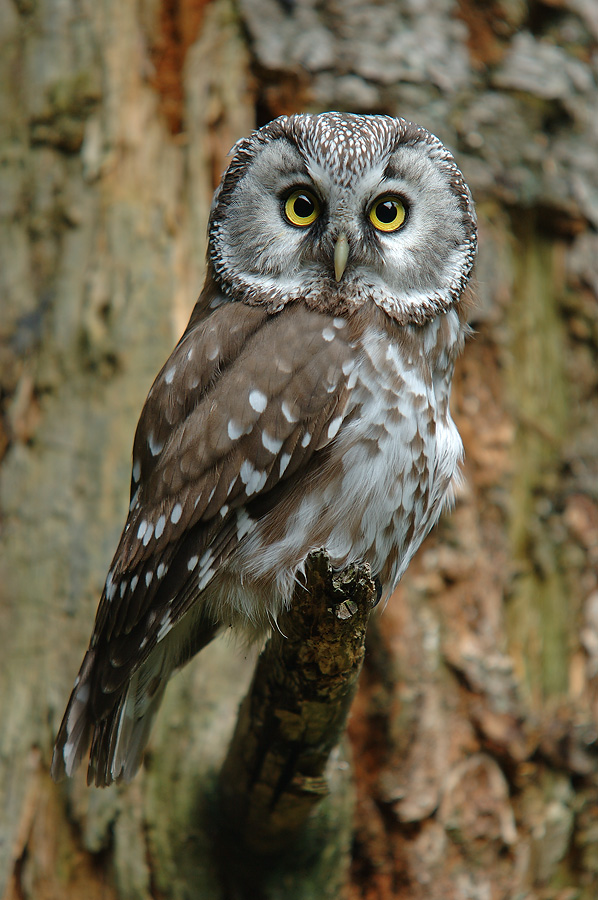 Kautz (Forum für Naturfotografen)