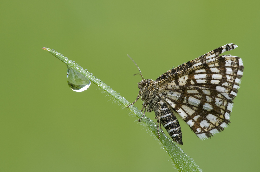 Falter (Forum für Naturfotografen)