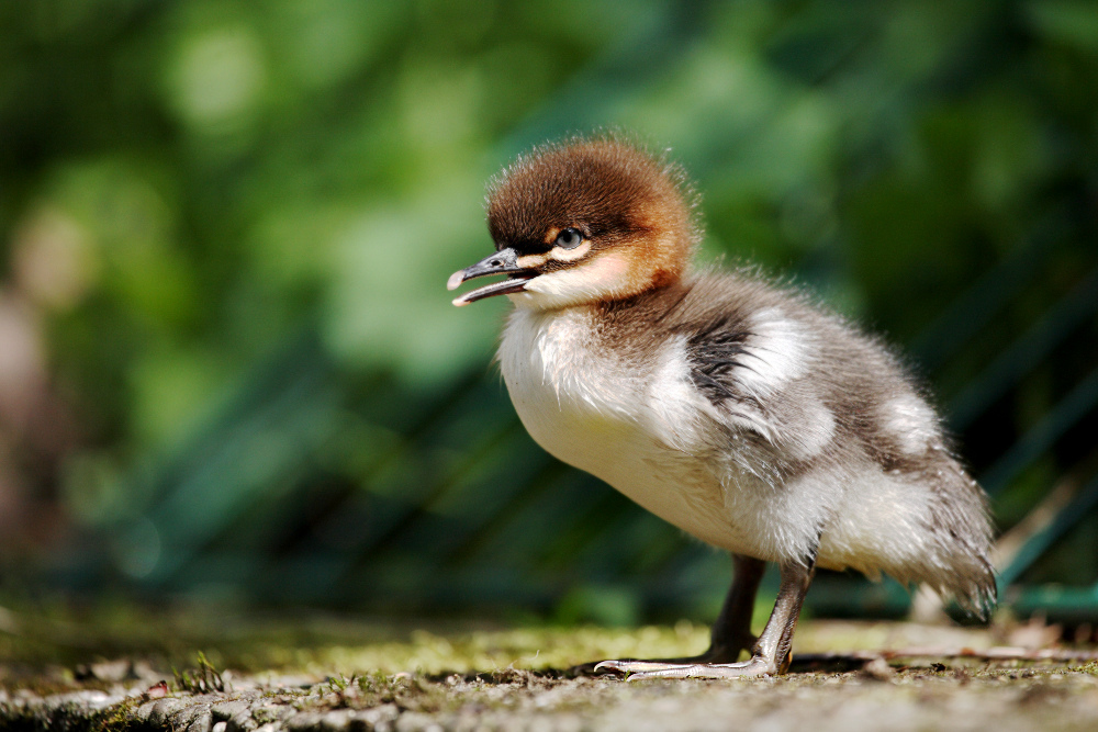 Stammgast ... (Forum für Naturfotografen)