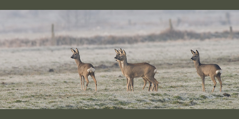 Rehgruppe (Forum für Naturfotografen)