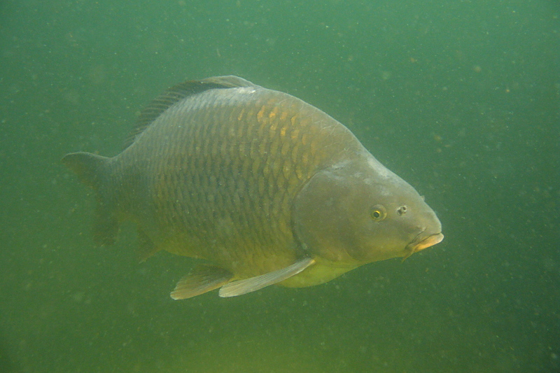 Karpfen (Cyprinius Carpio) – tobi5858