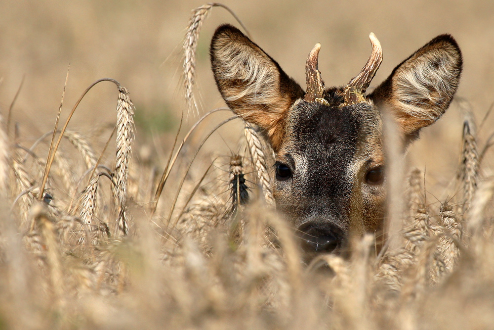 Tierbild des Monats September 2009 (Forum für Naturfotografen)