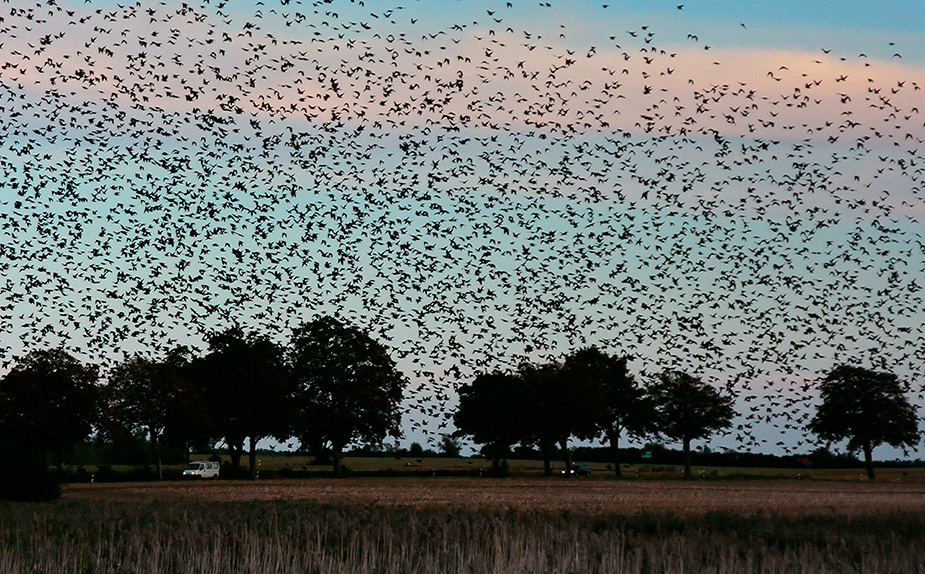 *Der Schwarm* (Forum für Naturfotografen)