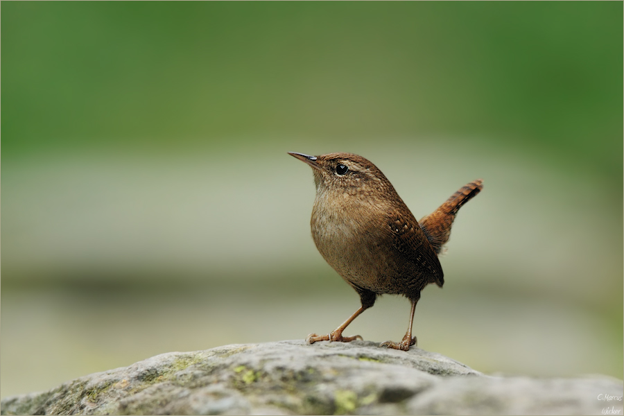 König (Forum für Naturfotografen)