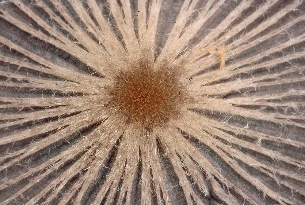 *Radialsymmetrie* (Forum für Naturfotografen)