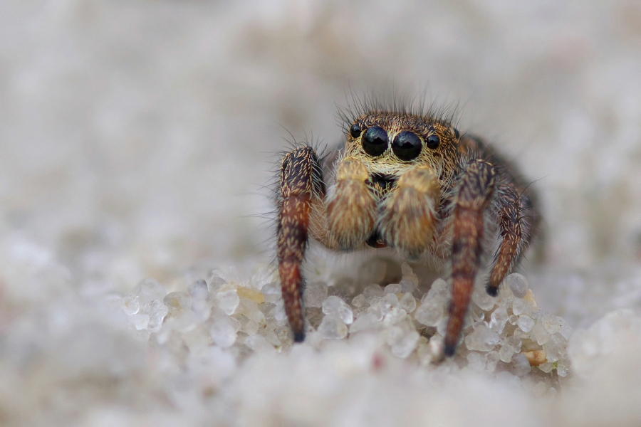 Kreuz-Springspinne (Pellenes tripunctatus) (Forum für Naturfotografen)