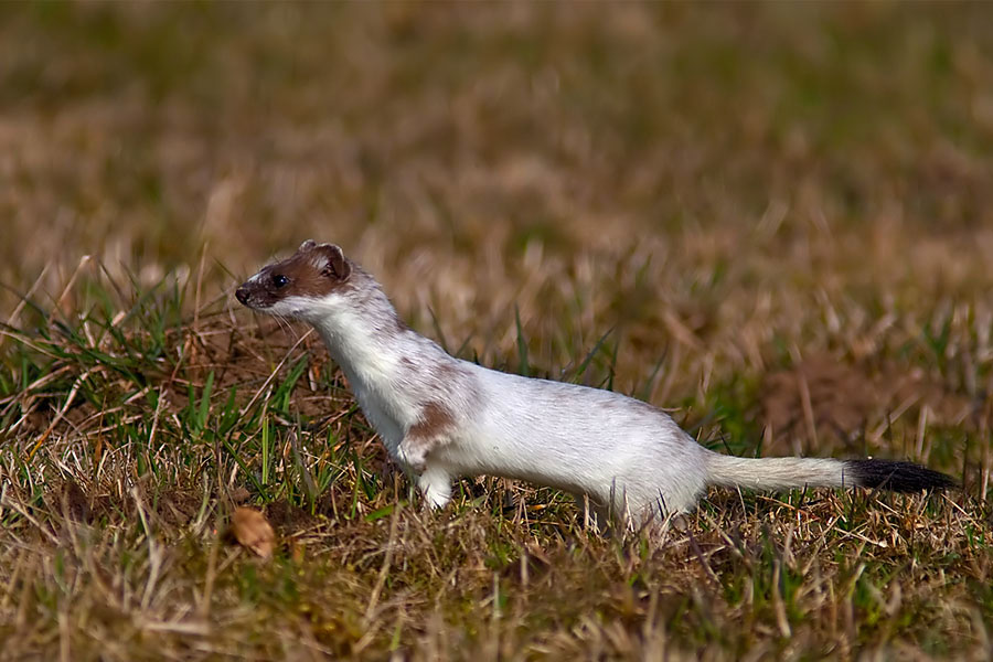 Hermelin (Forum für Naturfotografen)