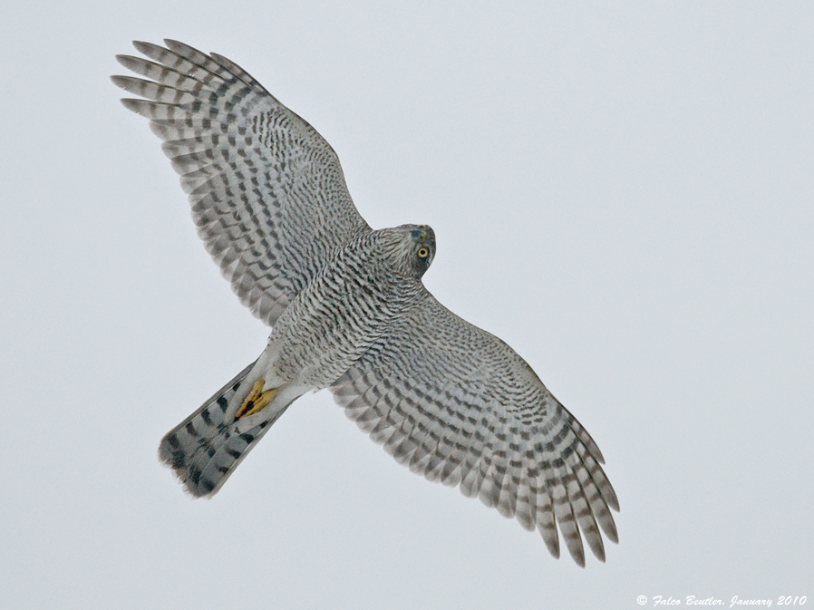 Sperberüberflug ... (Forum für Naturfotografen)