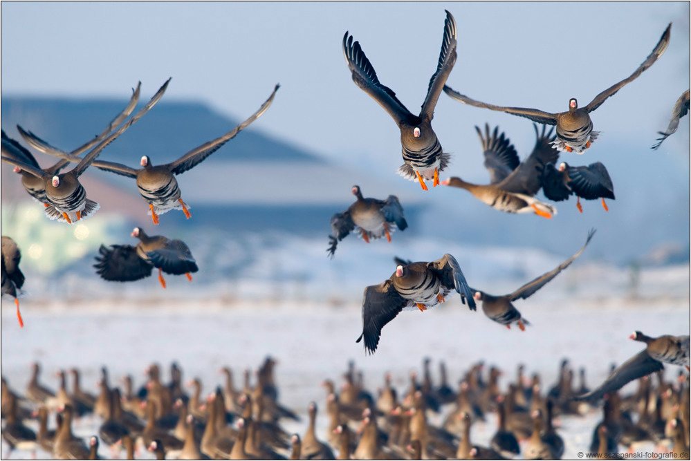 Wildgänse am Niederrhein (Forum für Naturfotografen)